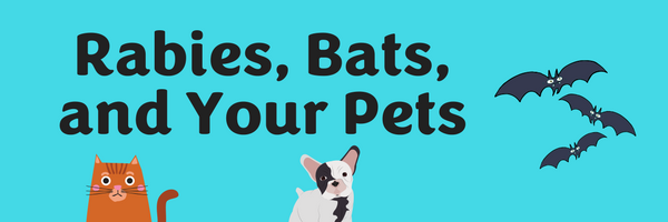 Rabies, Bats, and your Pets - Seattle Veterinary Associates