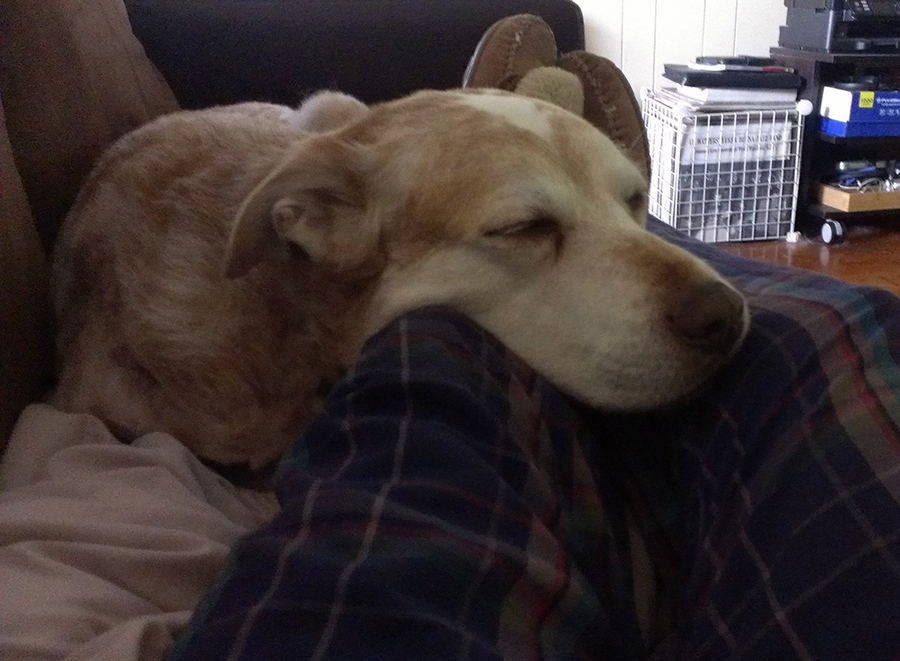 Queen Anne Animal Clinic Employee Pet of the Month: Odie