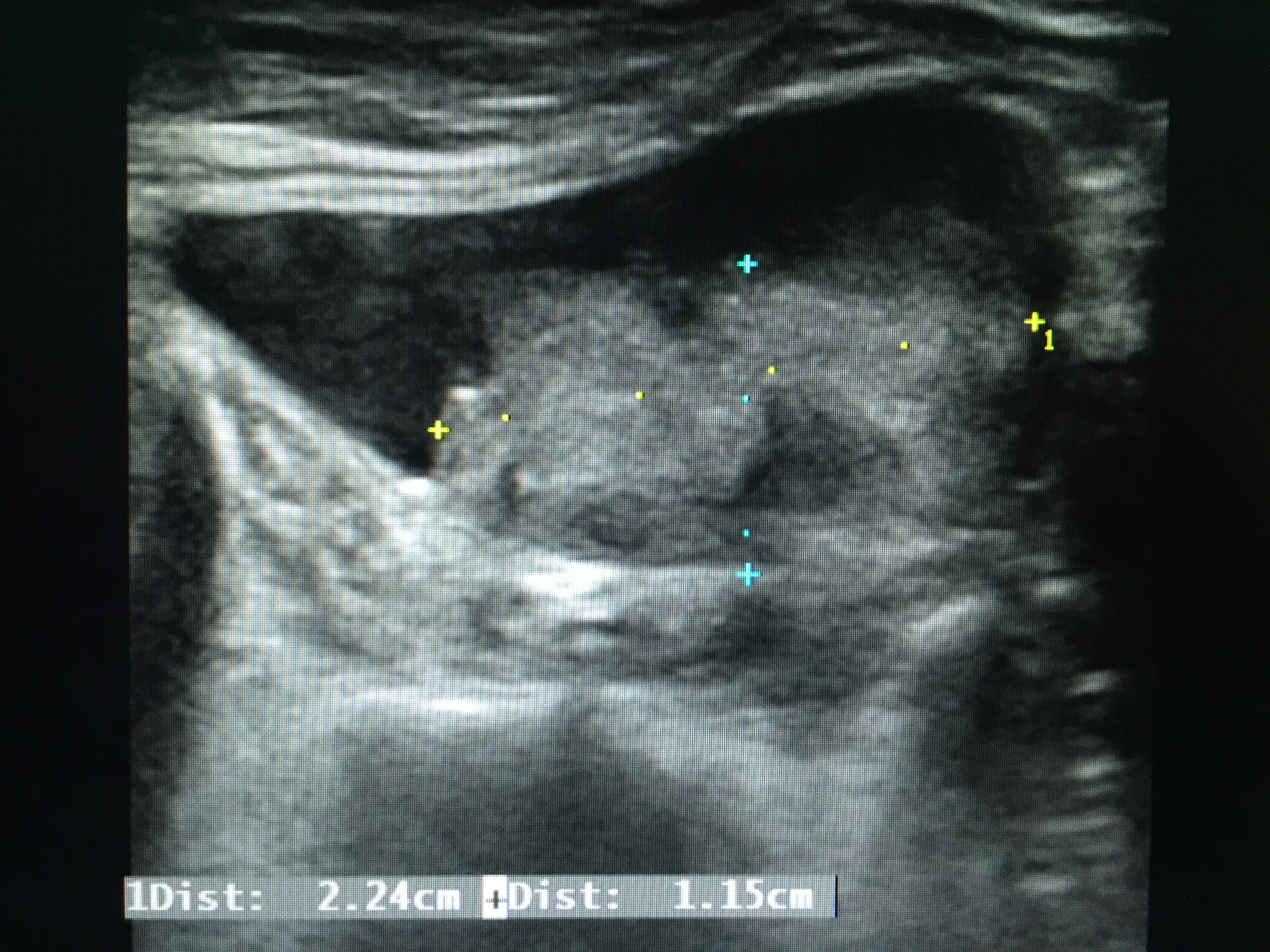 Ultrasound in Veterinary Medicine - Seattle Veterinary Associates
