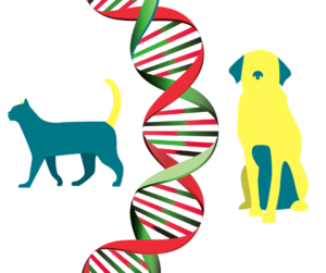 What's My Pet's Genetic Blueprint? - Seattle Veterinary Associates