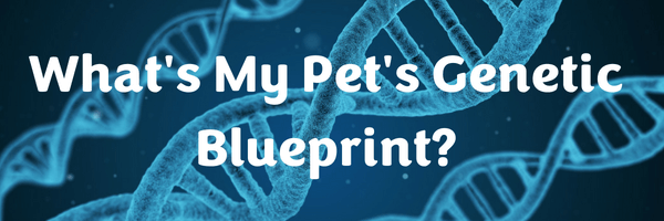 What's My Pet's Genetic Blueprint? - Seattle Veterinary Associates