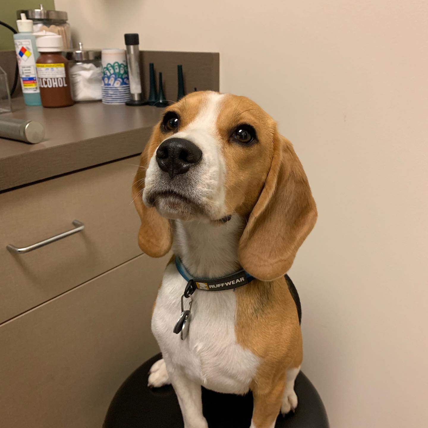 Stressed Pets at the Vet - Seattle Veterinary Associates