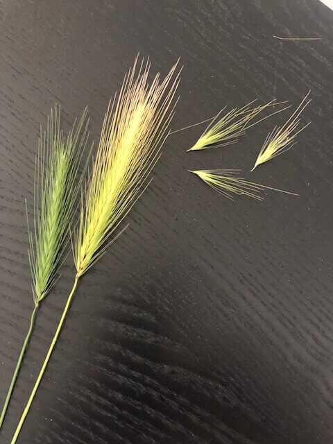 Foxtail Season Is Here - Seattle Veterinary Associates