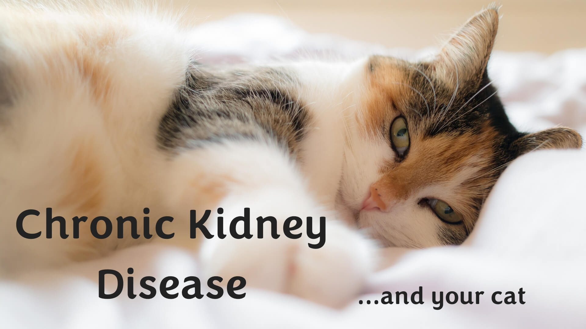 Chronic Kidney Disease and Your Cat - Seattle Veterinary Associates