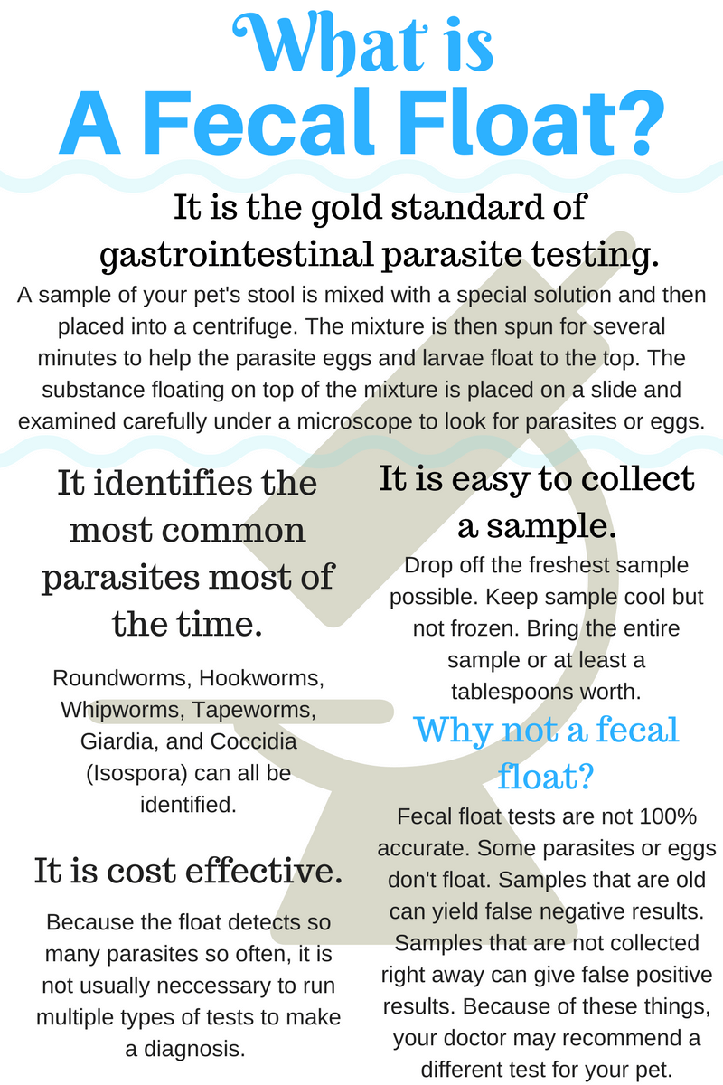 What is a Fecal Float? - Seattle Veterinary Associates